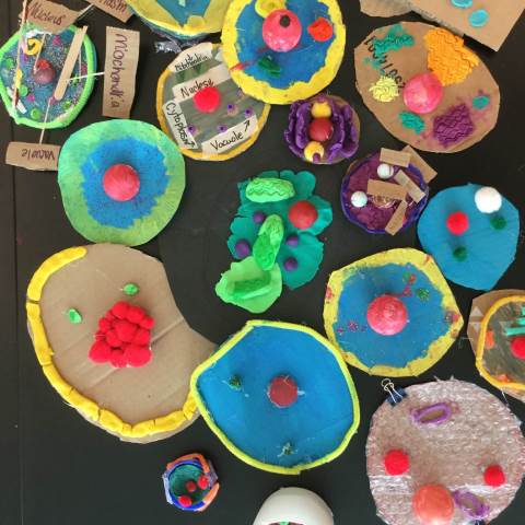 4th Grade Studies Cells